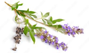 Chasteberry: 20 Proven Benefits, Side Effects, Dosage & How to Take It