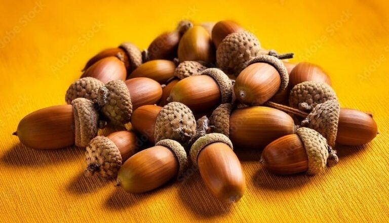 Acorns: Nutrition, 20 Benefits, Side Effects, Uses & How to Eat Them