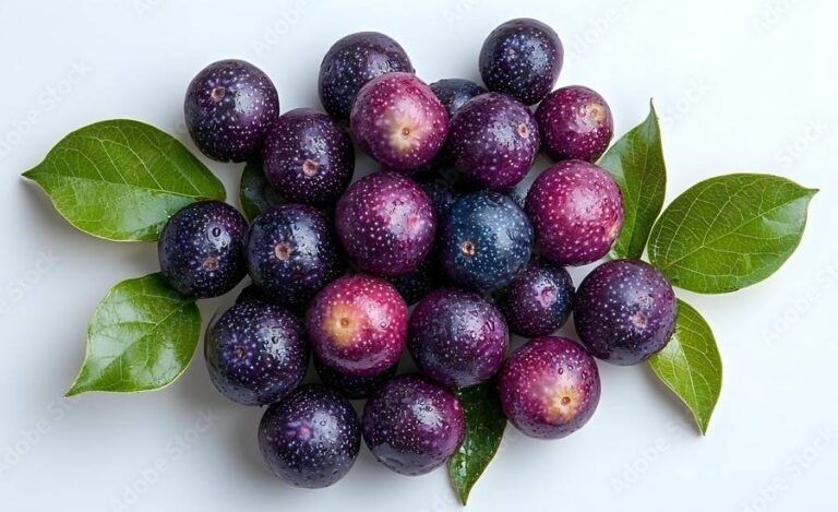 muscadine grapes storage Archives - Myhealthopedia