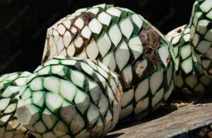Agave: Nutrition, 20 Health Benefits, Side Effects, Uses & Facts