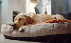Dog Sleep Routine and Positions: What They Mean & How to Improve Sleep