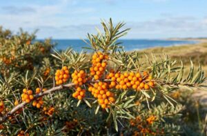 Sea Buckthorn Juice Archives - Myhealthopedia